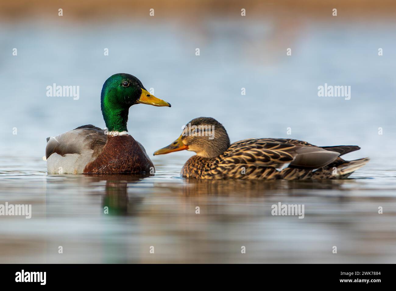 Mallard (Anas platyrhynchos) male and female, pair, swimming, foraging ...