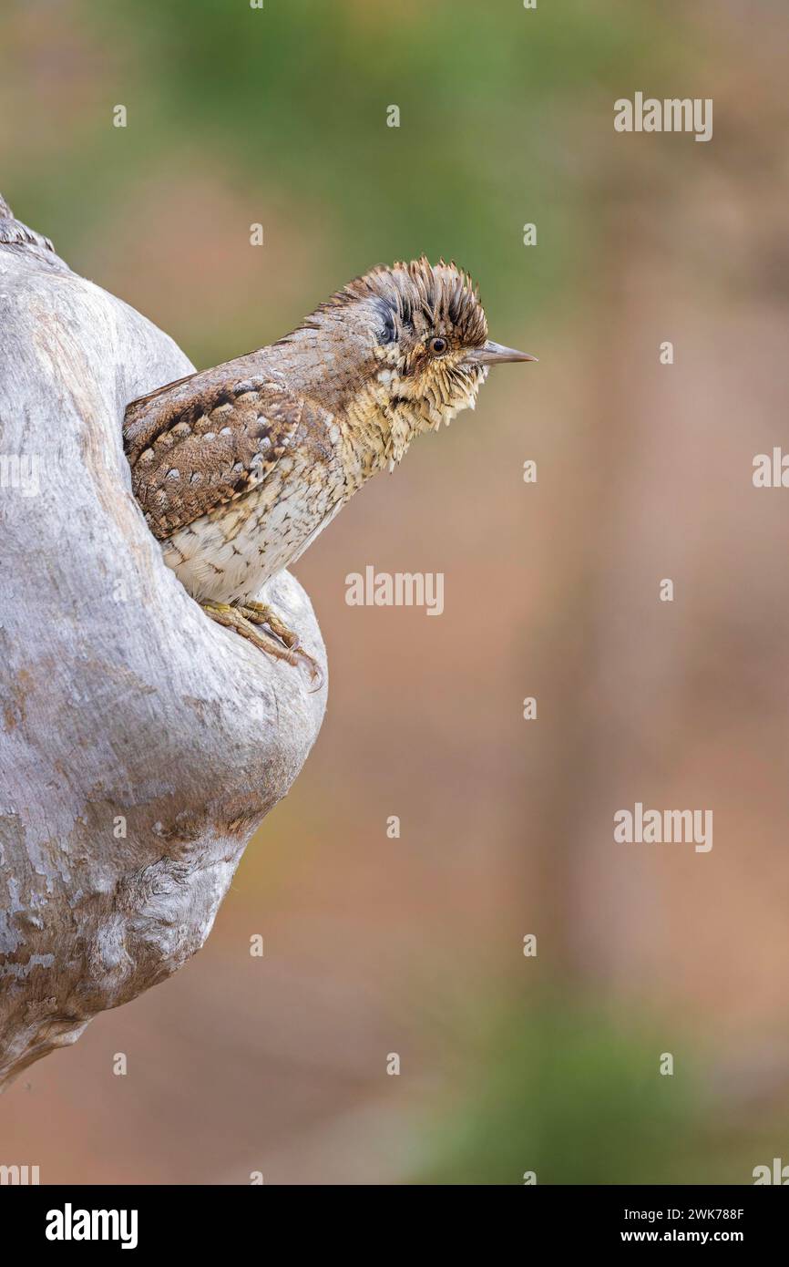 Eurasian wryneck (Jynx torquilla) sitting in a tree hollow, mating ...