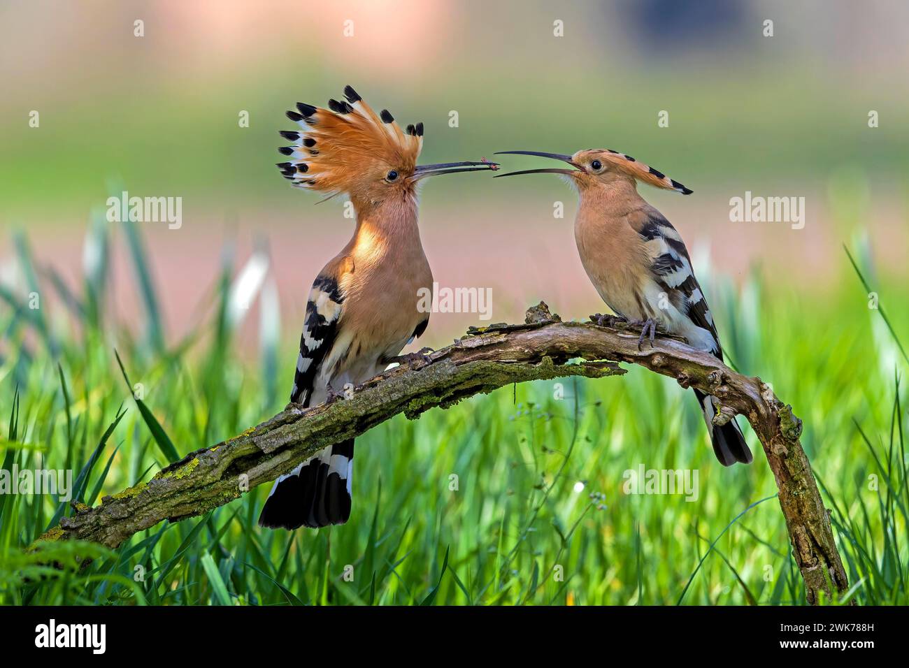 Hoopoe (Upupa epops) pair formation, food handover, mating, courtship ...