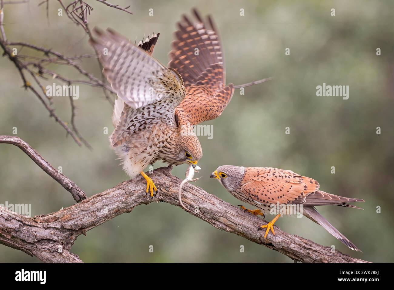 Common kestrel (Falco tinnunculus) handing over prey, male and female ...