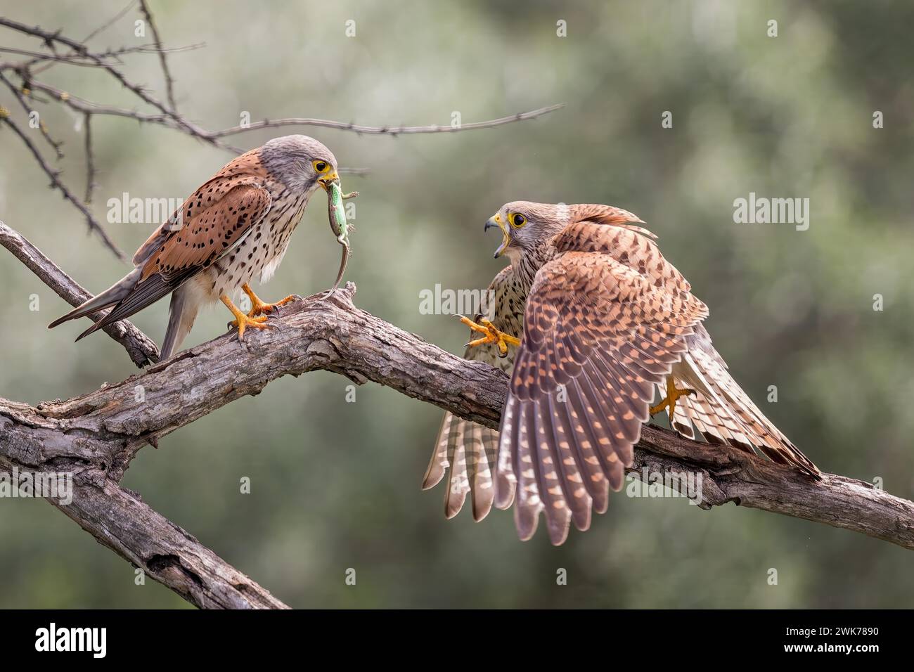 Common kestrel (Falco tinnunculus) handing over prey, male and female ...