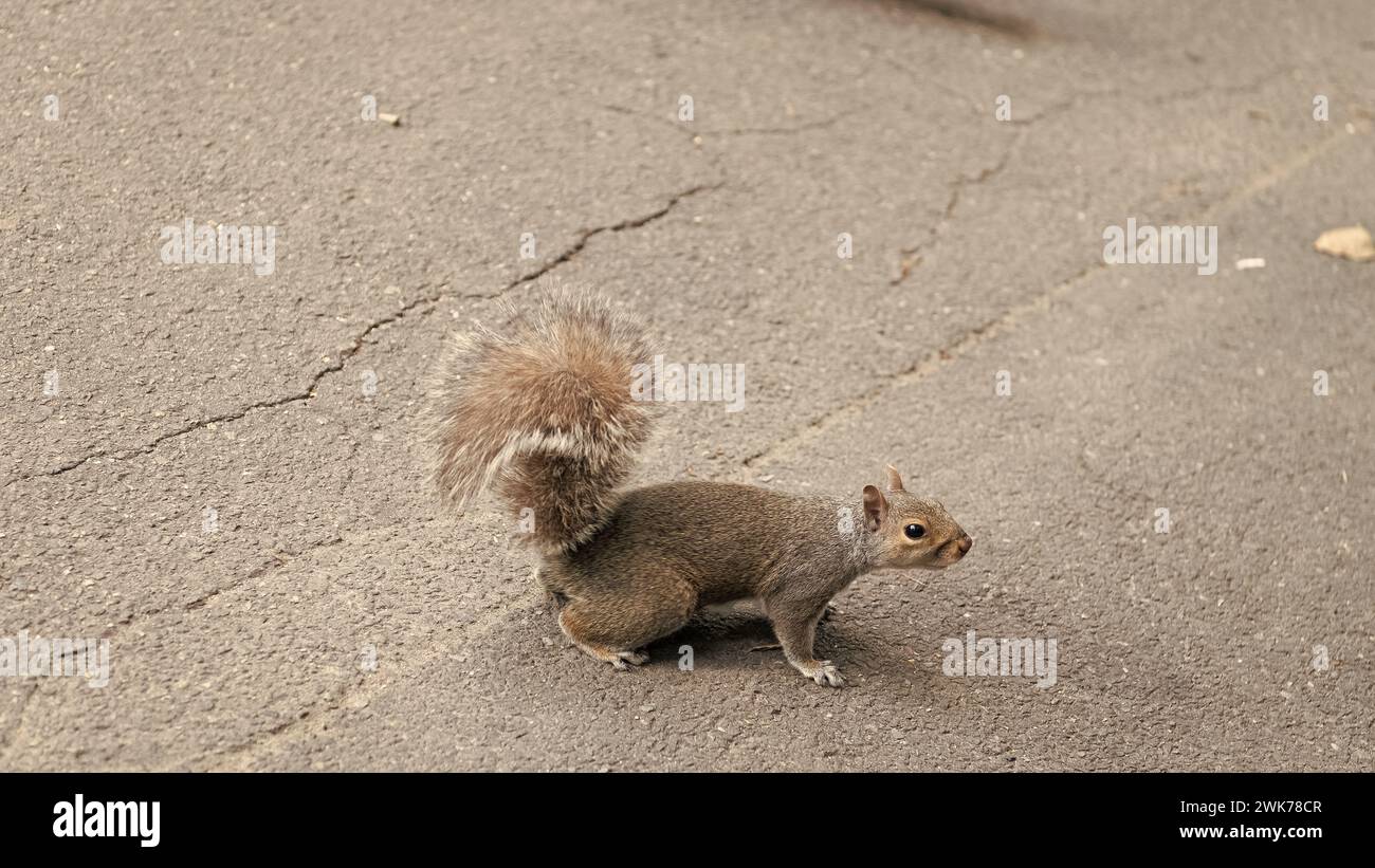 rodent animal of squirrel. wild squirrel with fluffy tail. rodent ...