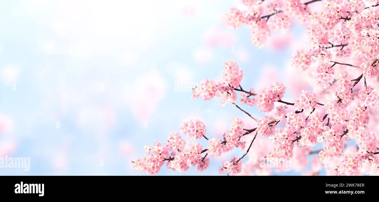Horizontal banner with sakura flowers of pink color on blue sky ...