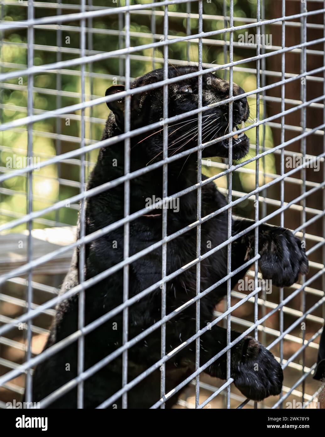 Wild black panther behind a fence of a cage at a sanctuary in ...
