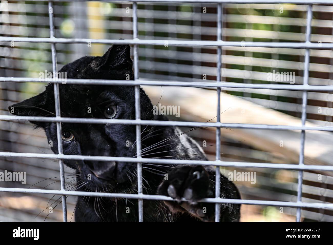 Wild black panther behind a fence of a cage at a sanctuary in ...