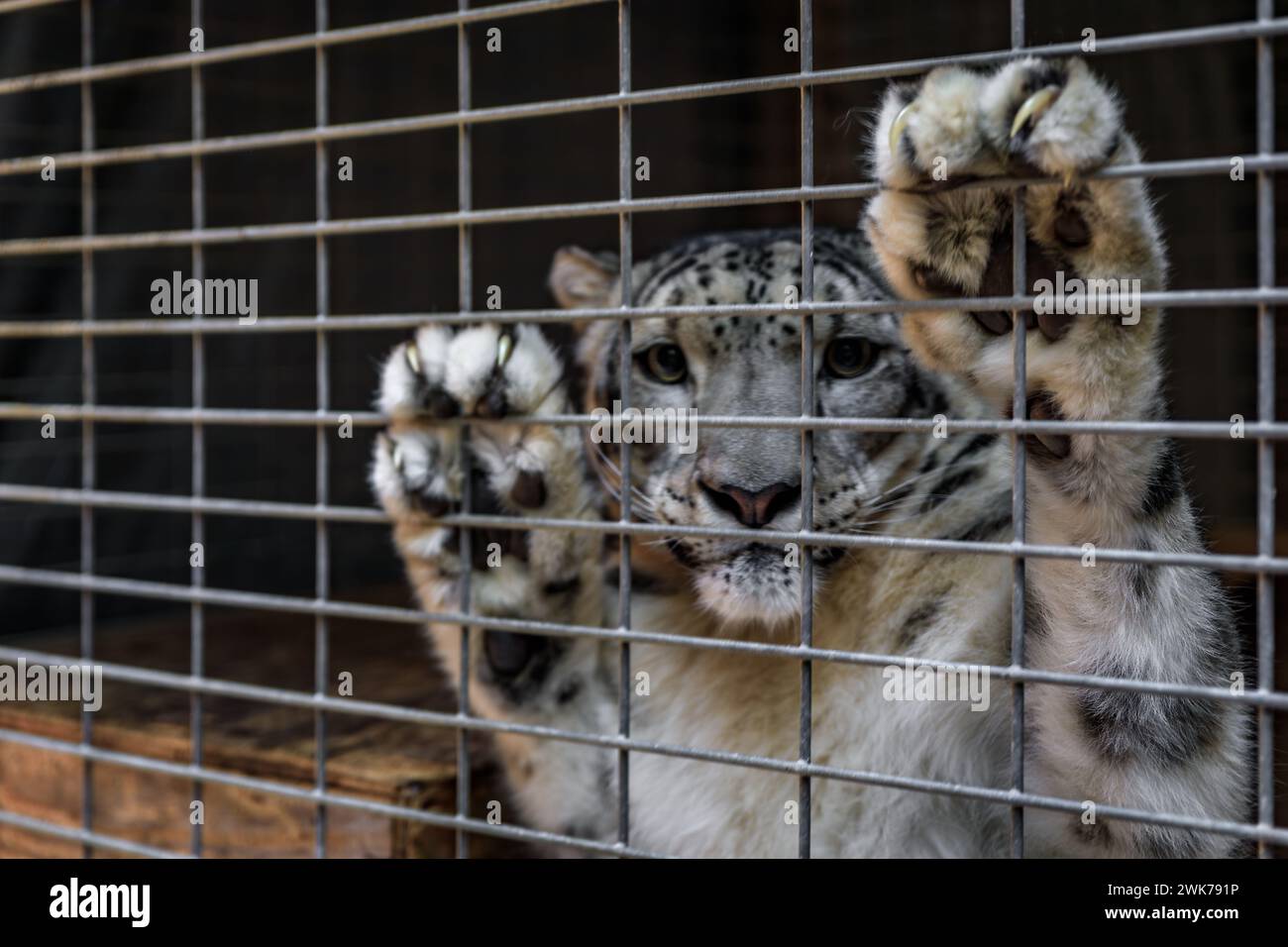 Wild snow leopard looking straight at the camera, in a cage at a ...