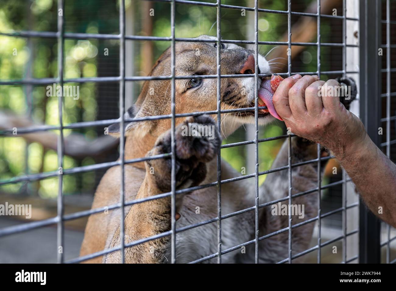 Wild California mountain lion eating raw meat through the fence from a ...