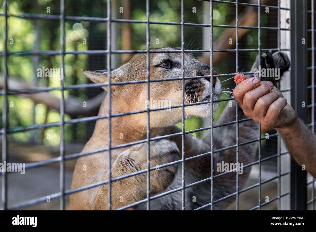 Wild California mountain lion eating raw meat through the fence from a ...