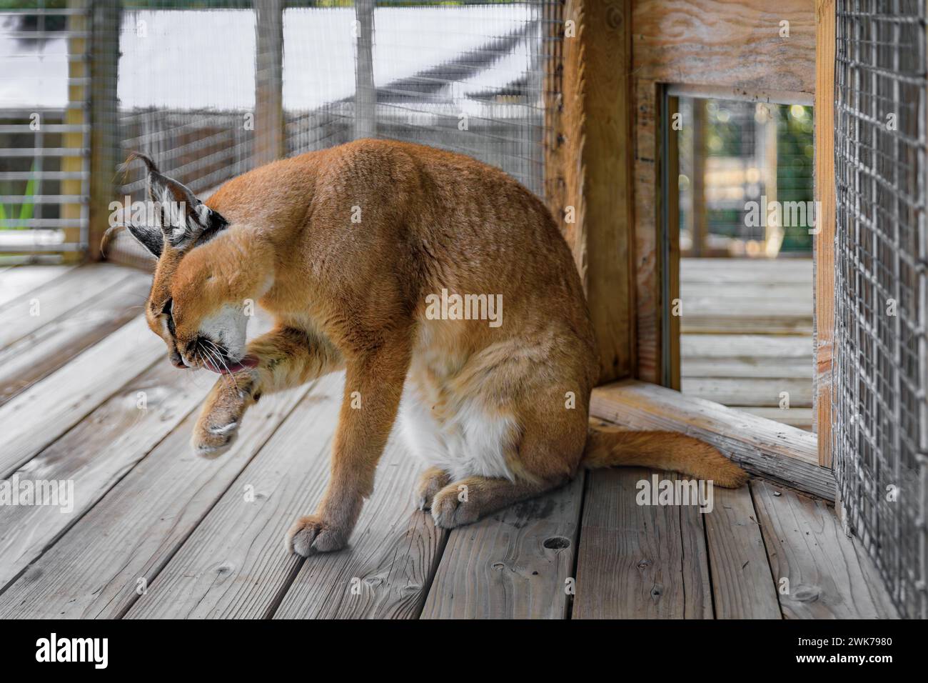 Wild caracal cat clieaning itself, in a cage at a sanctuary in ...