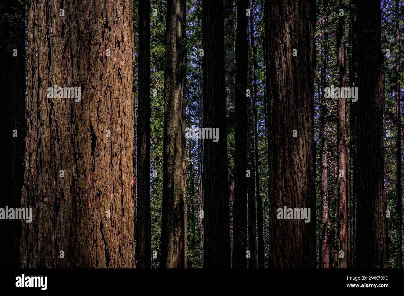 Giant ancient sequoia trees in the Redwoods Forest in Northern ...
