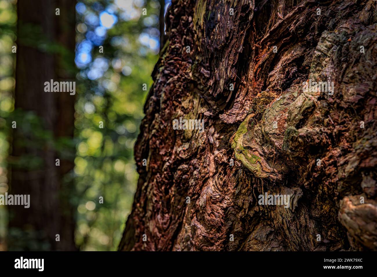 Close up of the giant ancient sequoia tree bark in the Redwoods Forest in Northern California ...