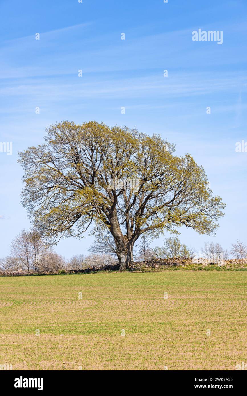 Farmed tree hi-res stock photography and images - Alamy