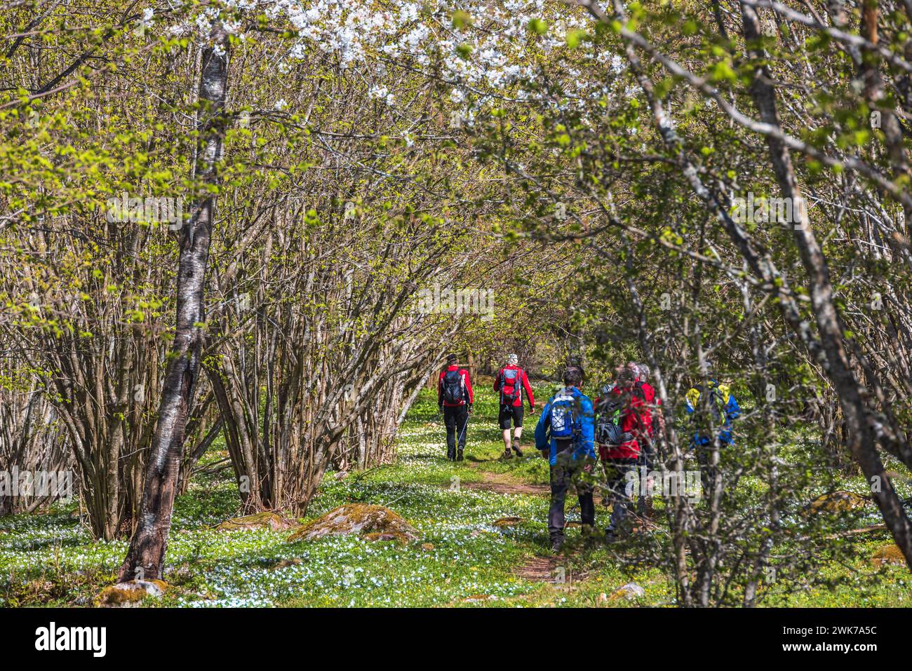 Group with hikers on a path at springtime Stock Photo - Alamy