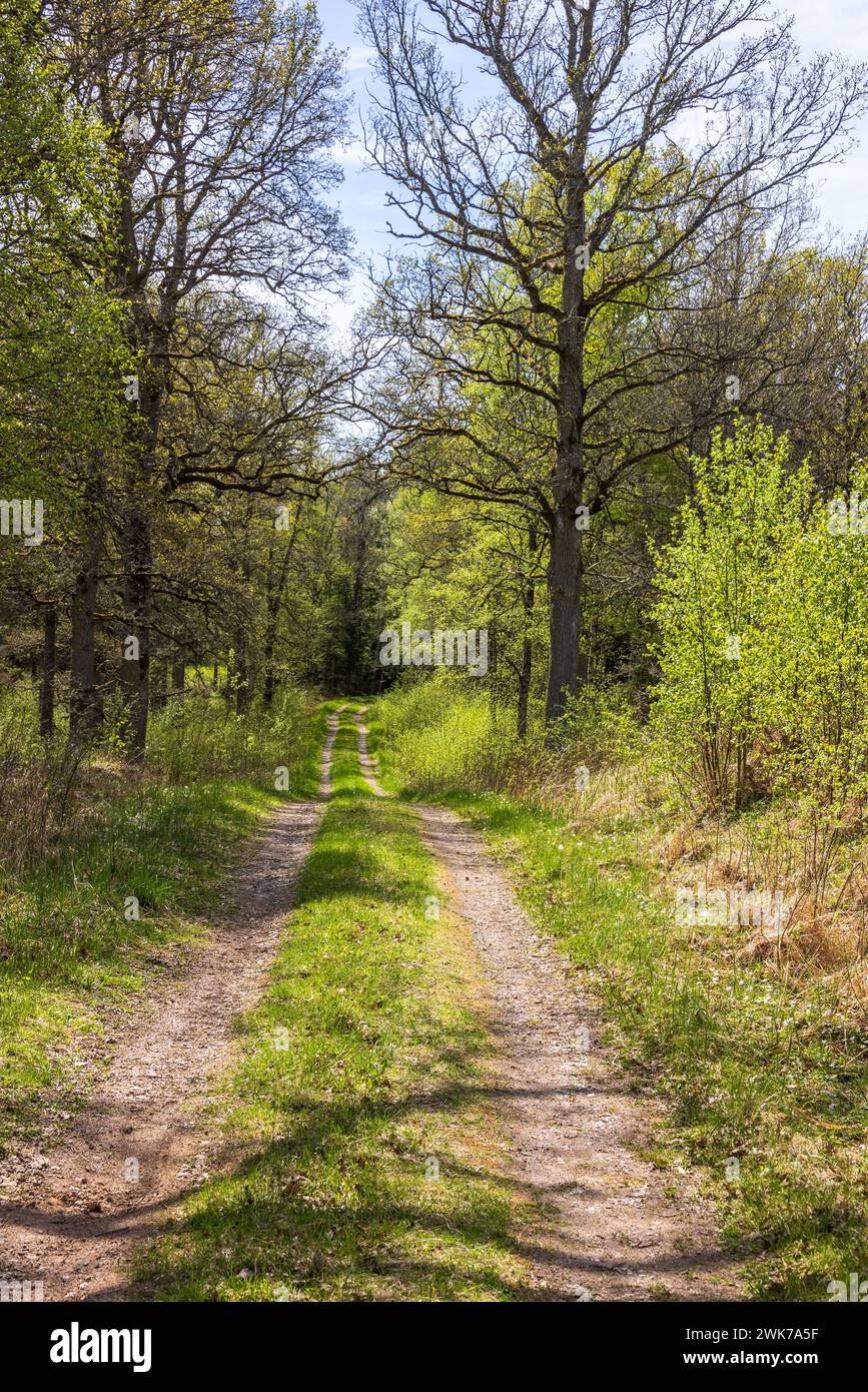 Dirt road in a lush green woodland at springtime Stock Photo - Alamy