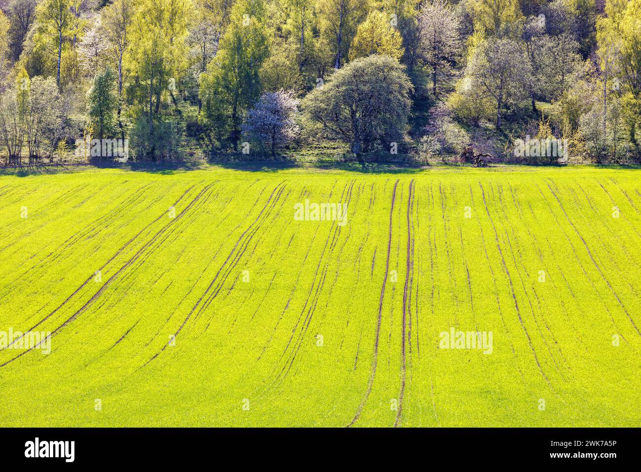 Green fields and trees in spring Stock Photo - Alamy