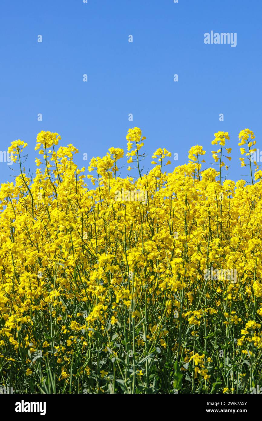 Beautiful summer view flowering rapeseed hi-res stock photography and ...