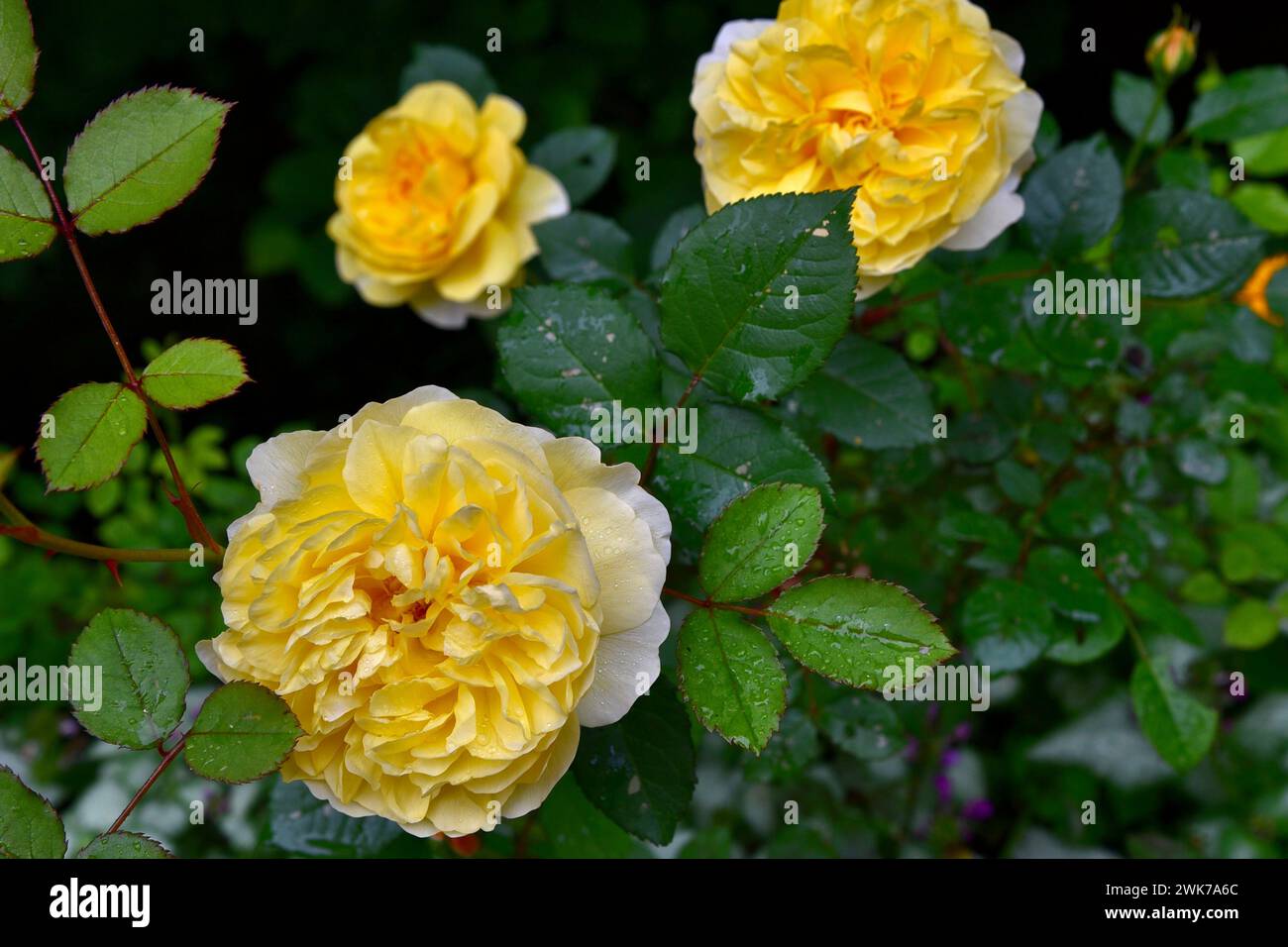 The yellow roses blooming on a shrub in a forest Stock Photo - Alamy