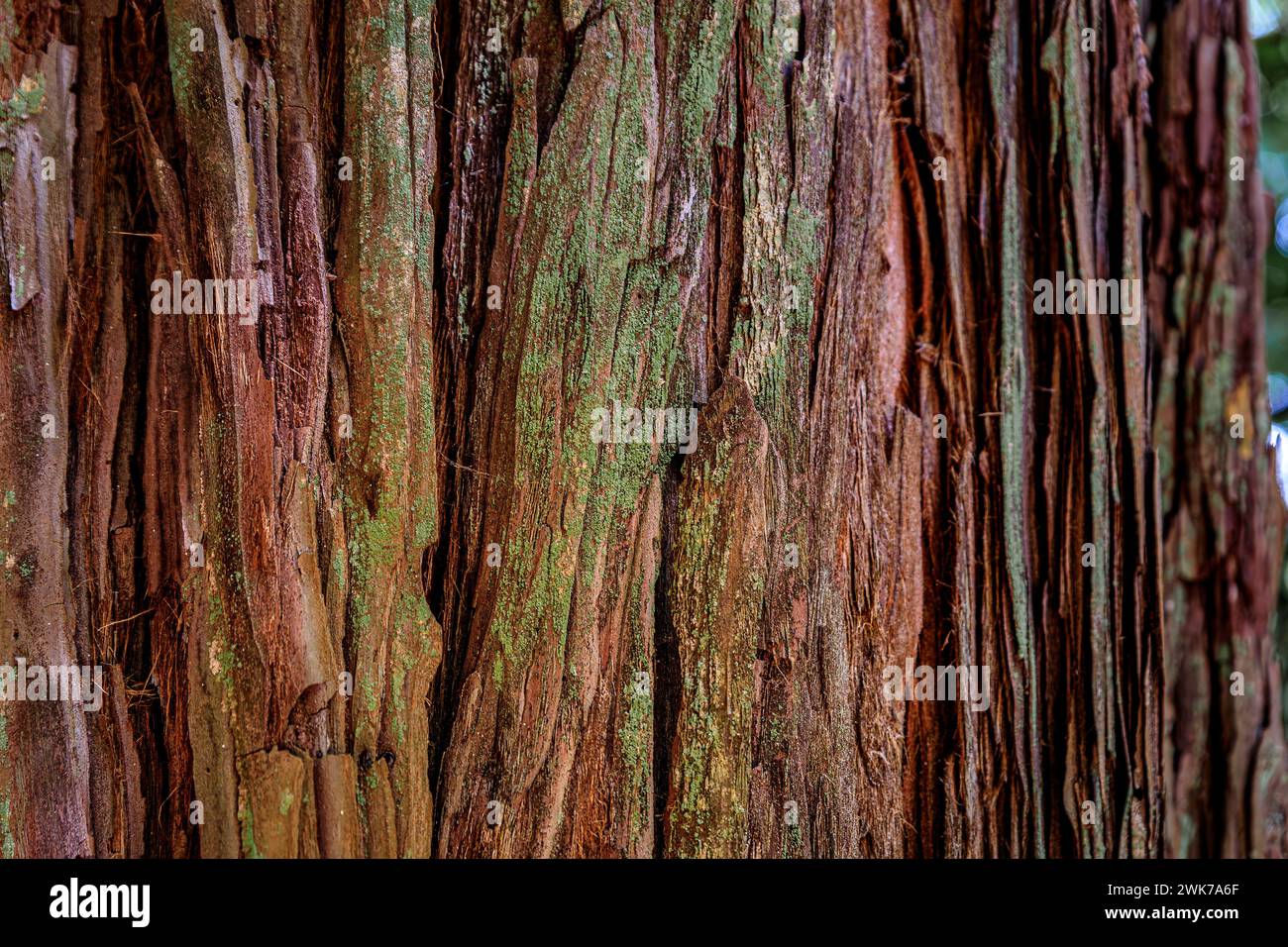 Close up of the giant ancient sequoia tree bark in the Redwoods Forest ...