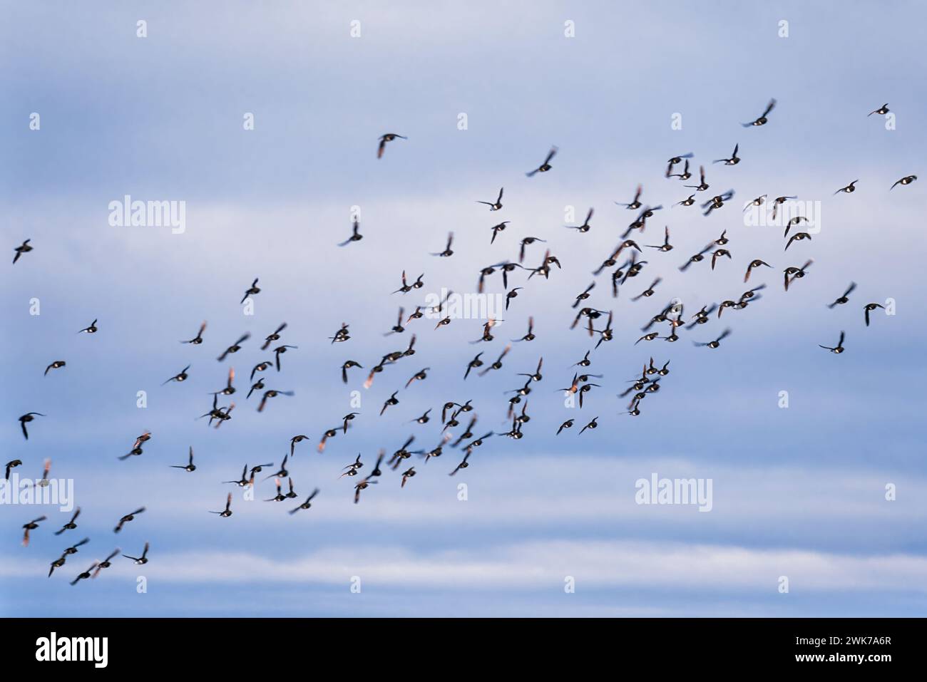 Flock of little auk flying in the sky Stock Photo - Alamy