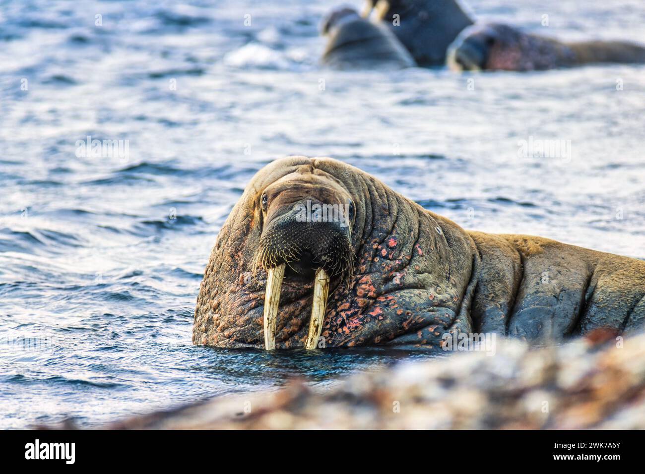 Walrus in the water at Svalbard Stock Photo - Alamy