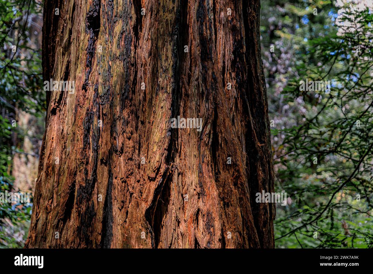 Close up of the giant ancient sequoia tree bark in the Redwoods Forest ...