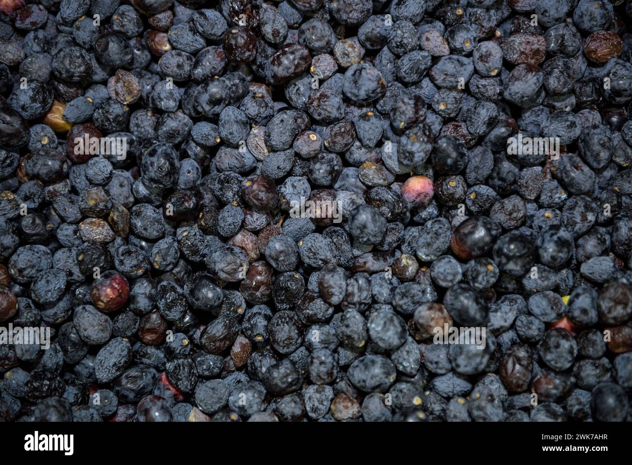 Moli doli fundacio agricola olesana hi-res stock photography and images ...