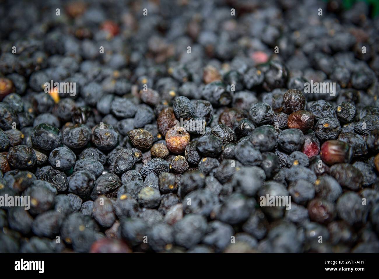 Moli doli fundacio agricola olesana hi-res stock photography and images ...