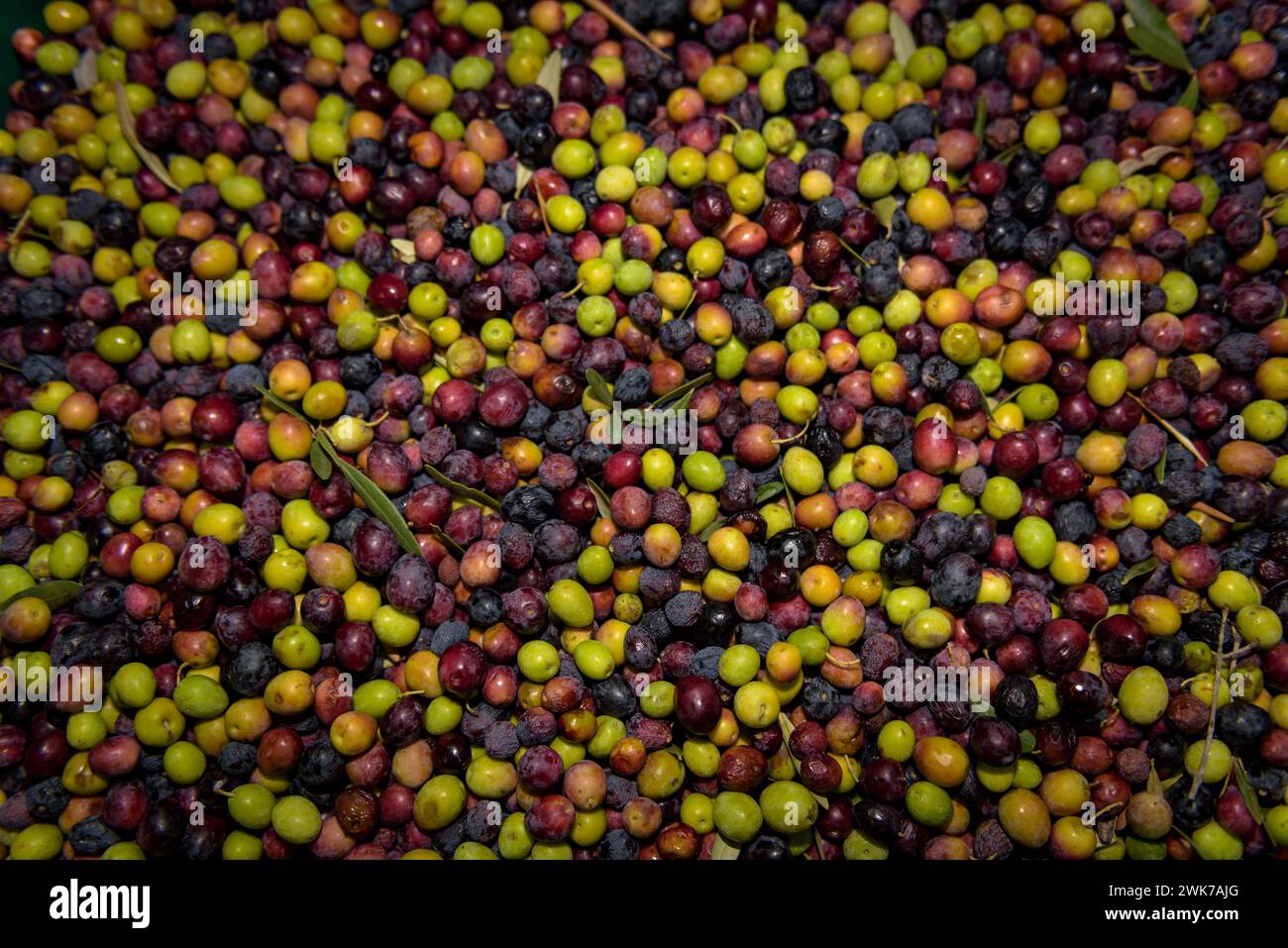 Montserrat leaf hi-res stock photography and images - Alamy