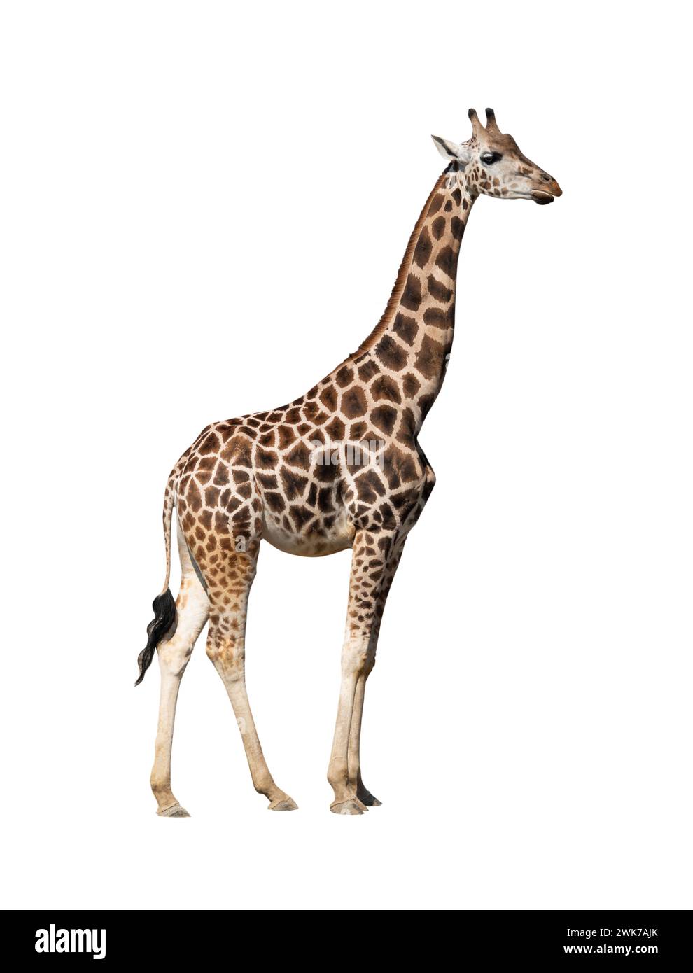 Giraffe isolated on a white background Stock Photo - Alamy