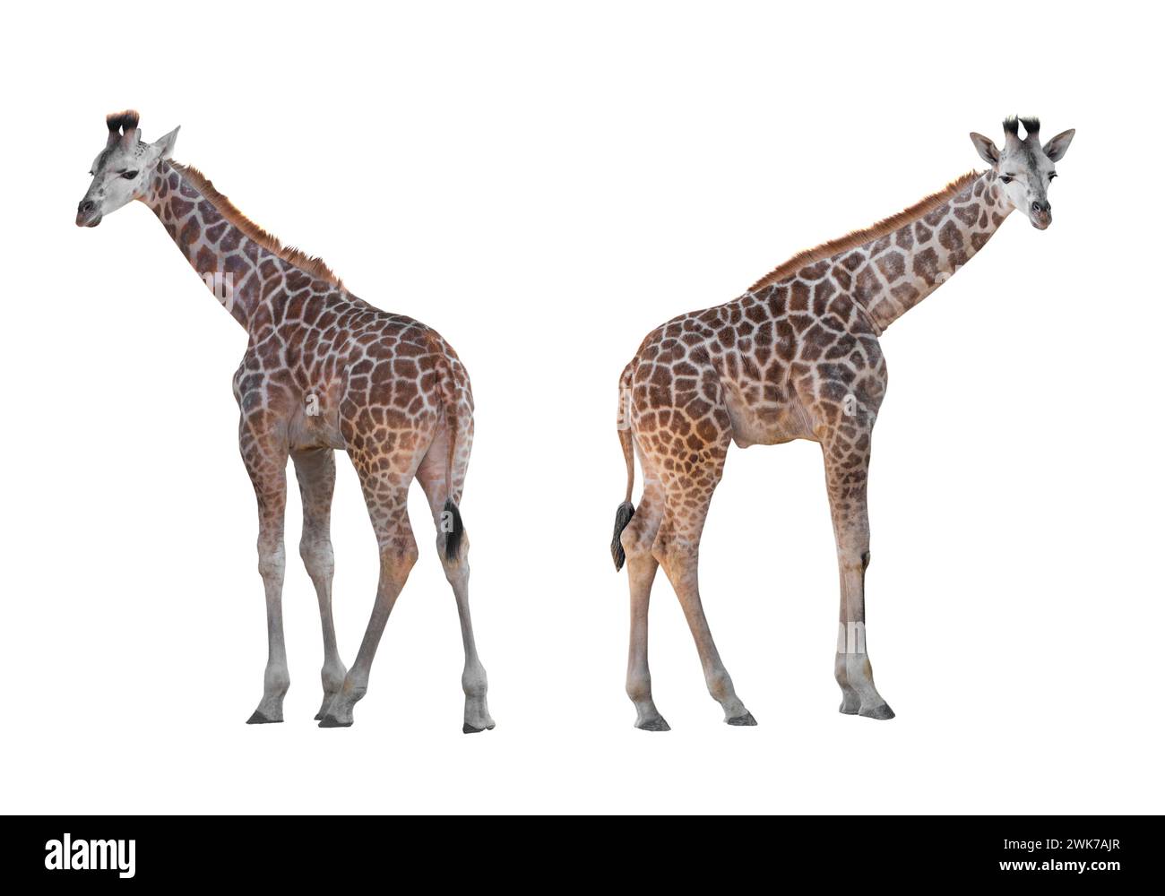 two Giraffe isolated on a white background Stock Photo - Alamy