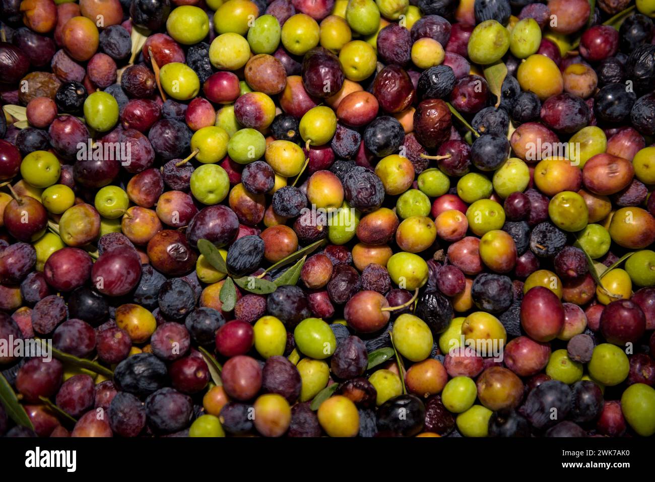 Viajar oliva hi-res stock photography and images - Alamy