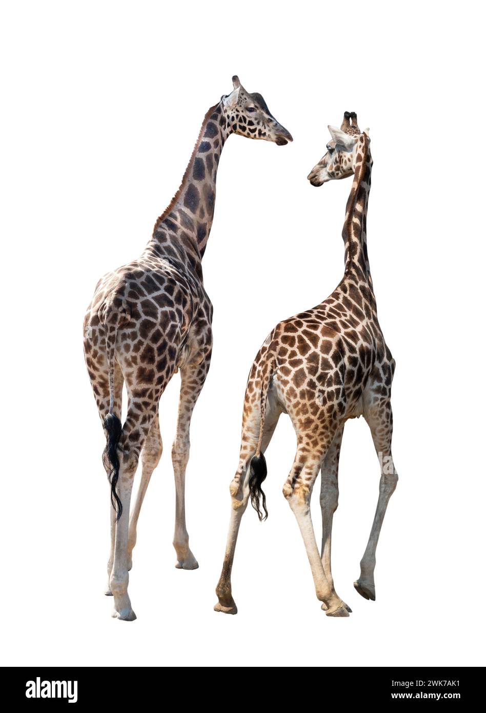 two Giraffe isolated on a white background Stock Photo - Alamy