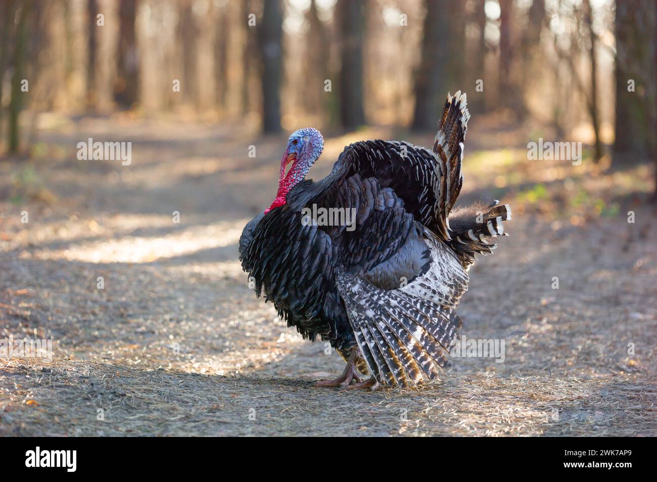 Wild turkey stands hi-res stock photography and images - Alamy