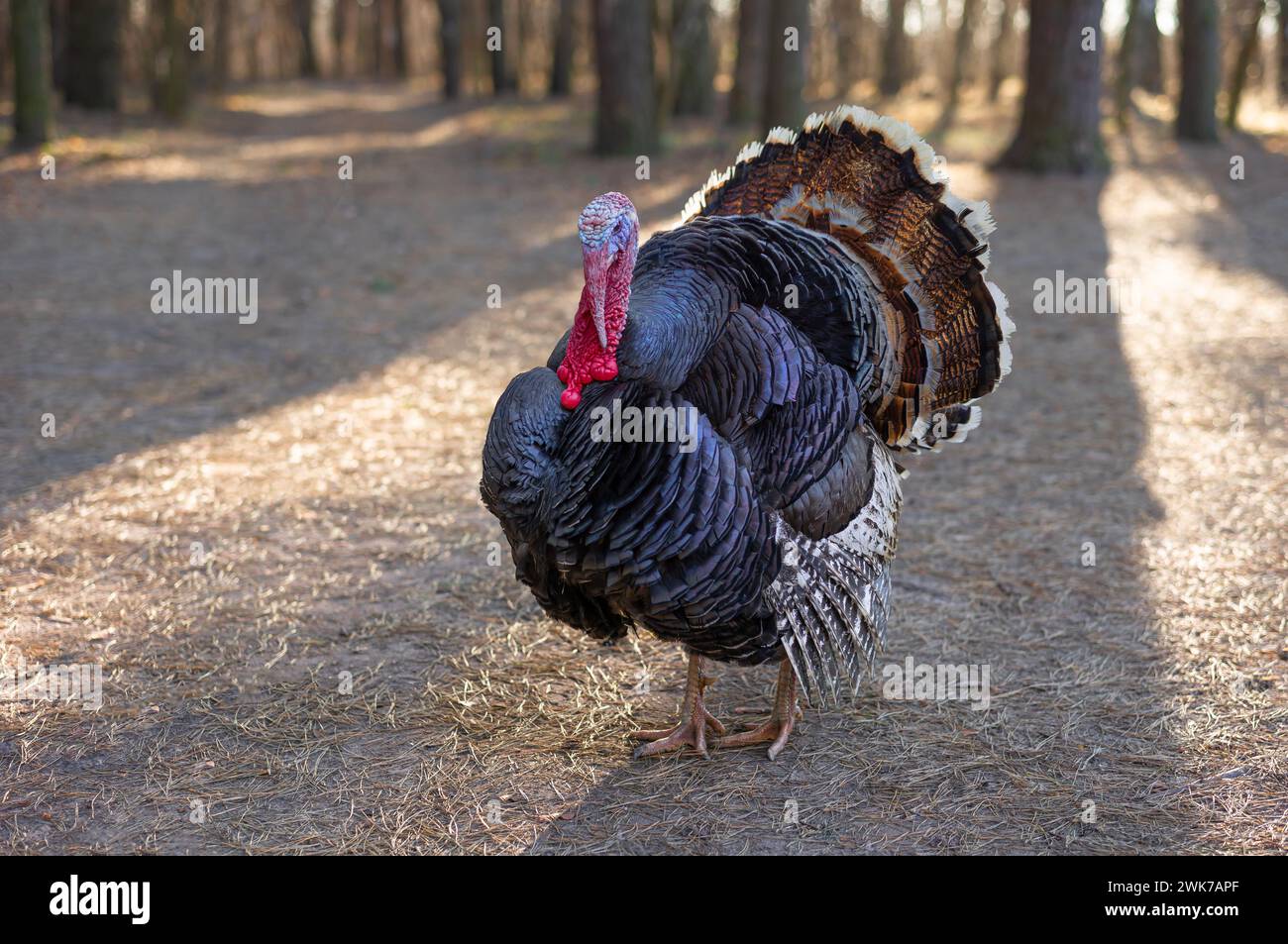 Bronze turkey stands in the forest Stock Photo - Alamy