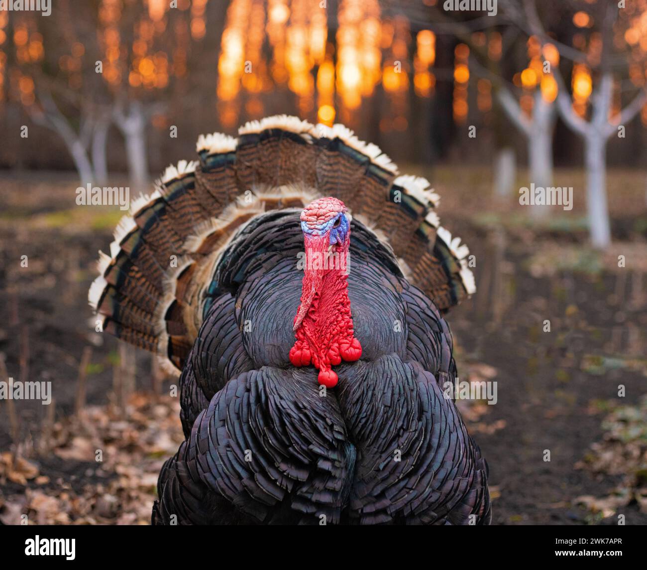 Bronze turkey farm in hi-res stock photography and images - Alamy