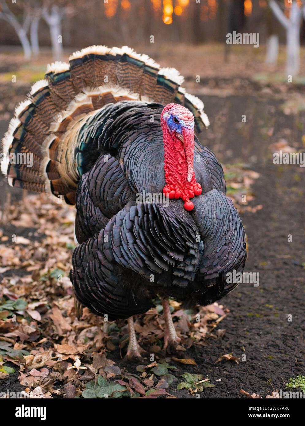 American bronze turkey hi-res stock photography and images - Alamy