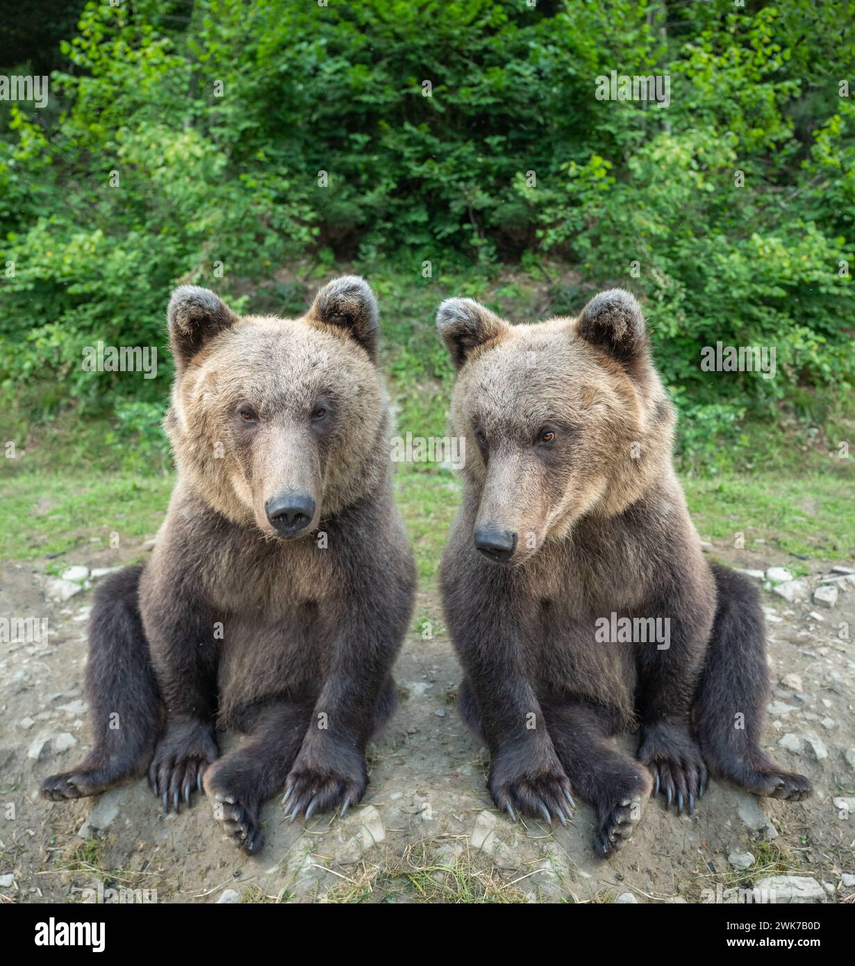 Two bears in a wood hi-res stock photography and images - Alamy