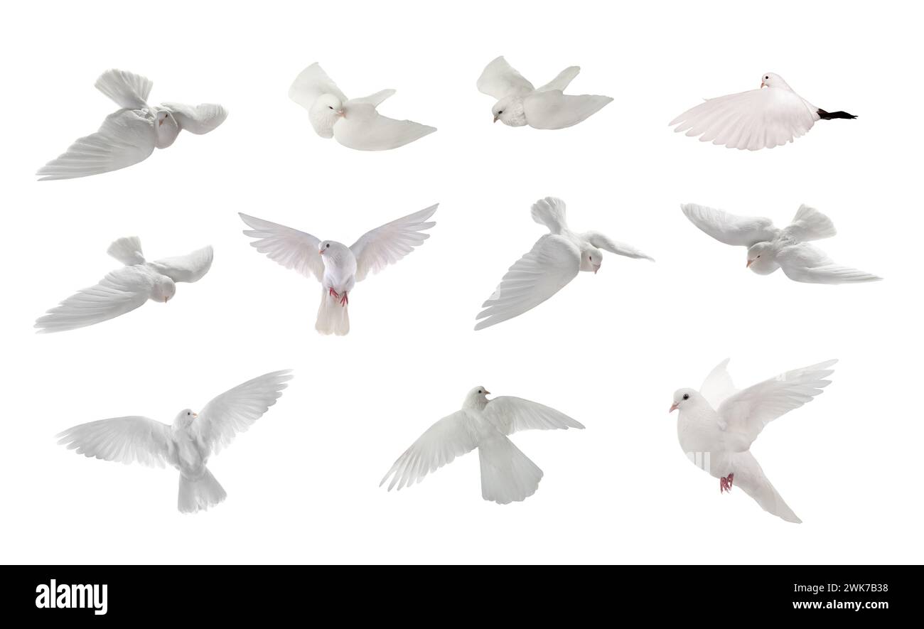 collage free flying white dove isolated on a white background Stock ...