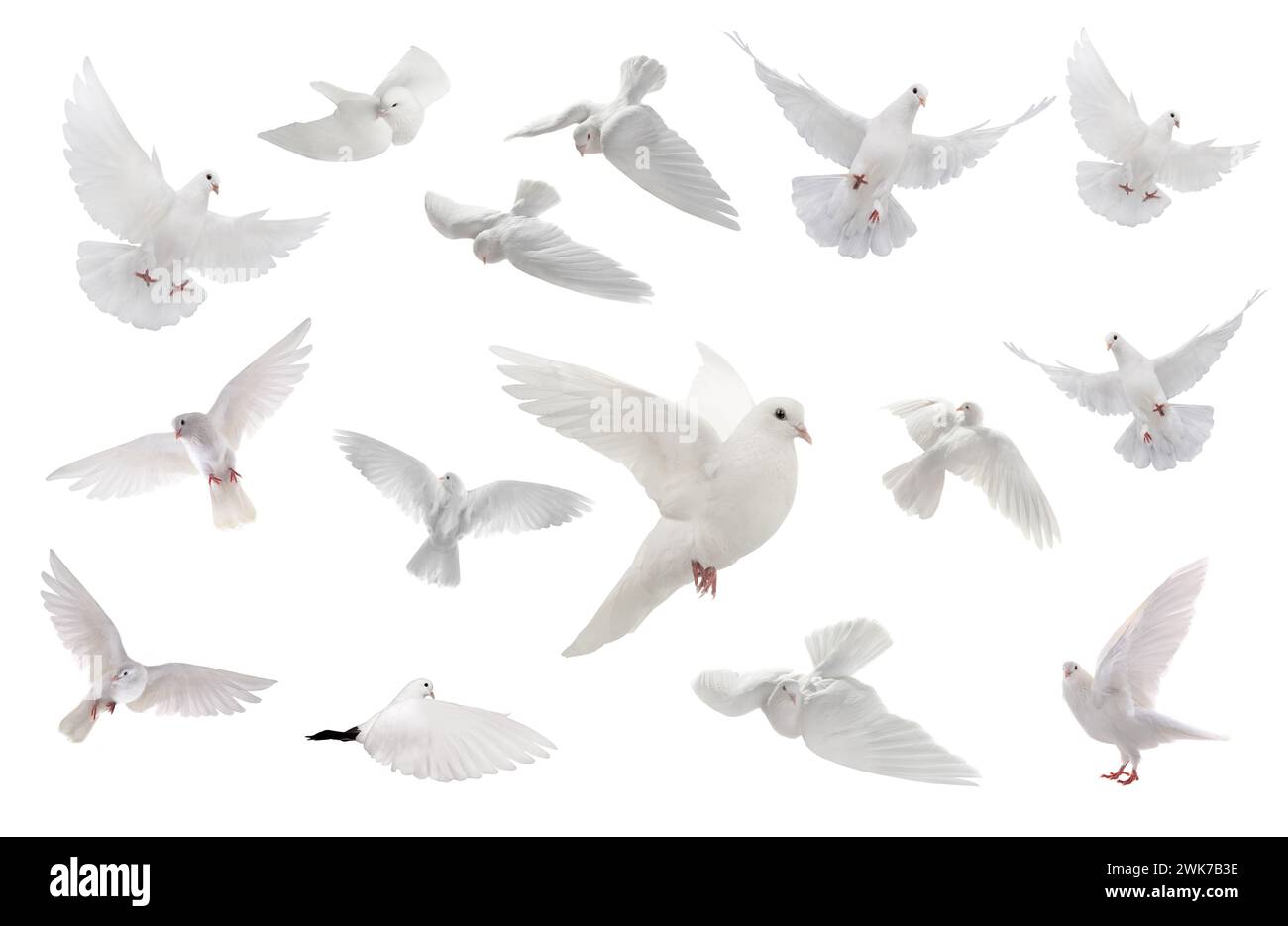 collage free flying white dove isolated on a white background Stock ...