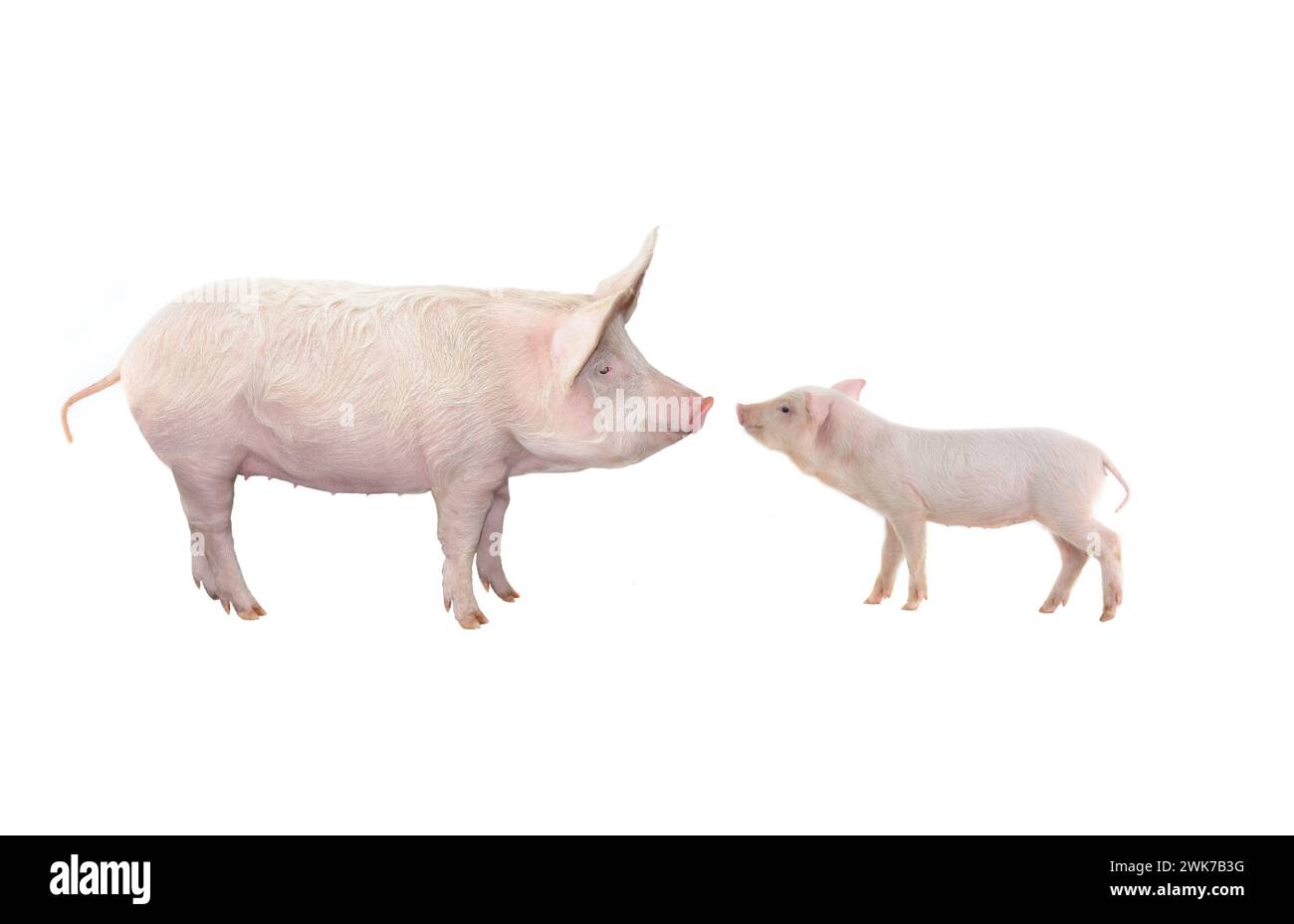 big pig and piglet isolated on white background Stock Photo - Alamy