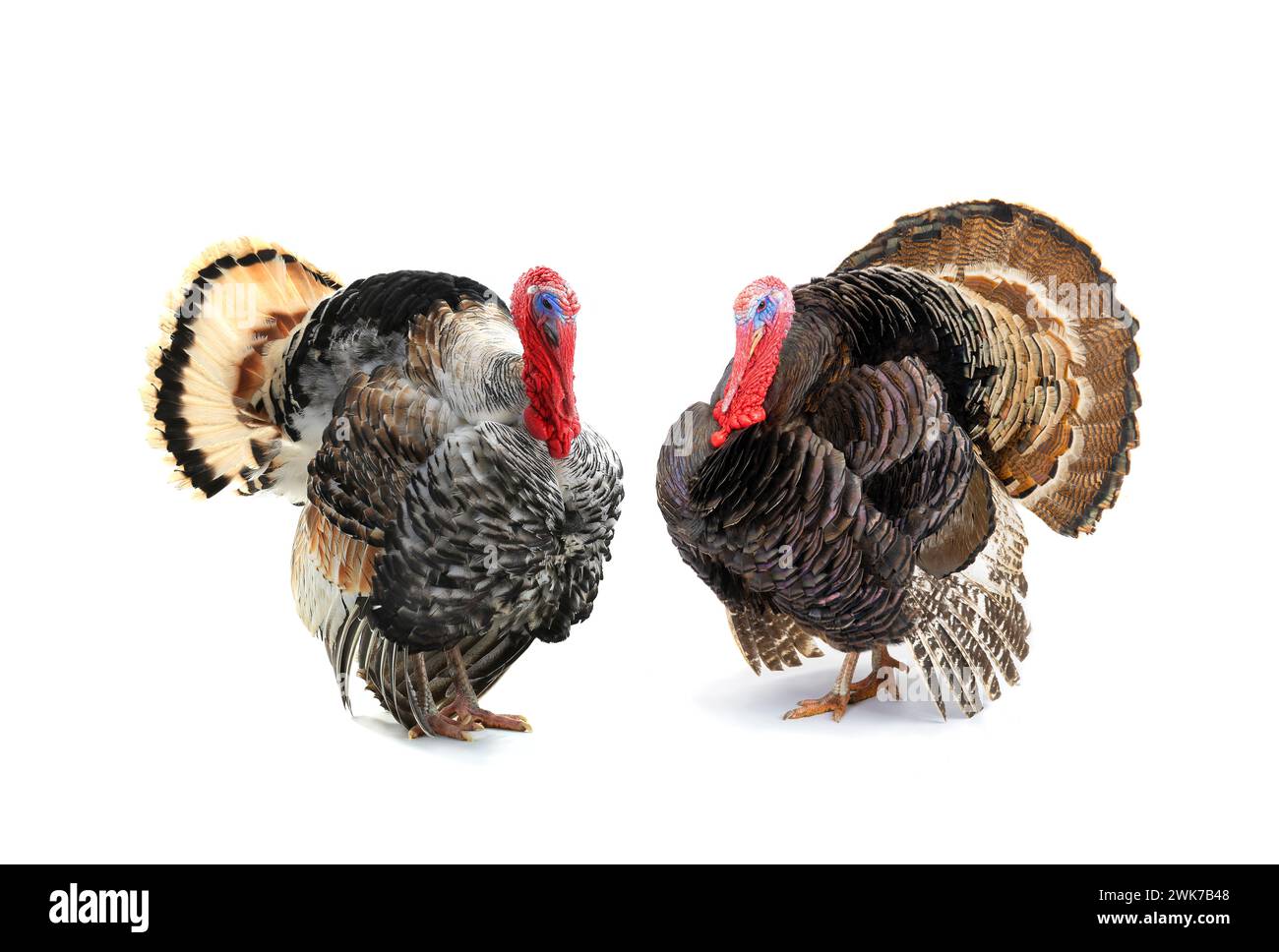 Bronze and grey turkey isolated on a white background Stock Photo - Alamy