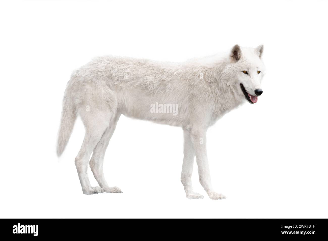 polar wolf isolated on white background Stock Photo - Alamy