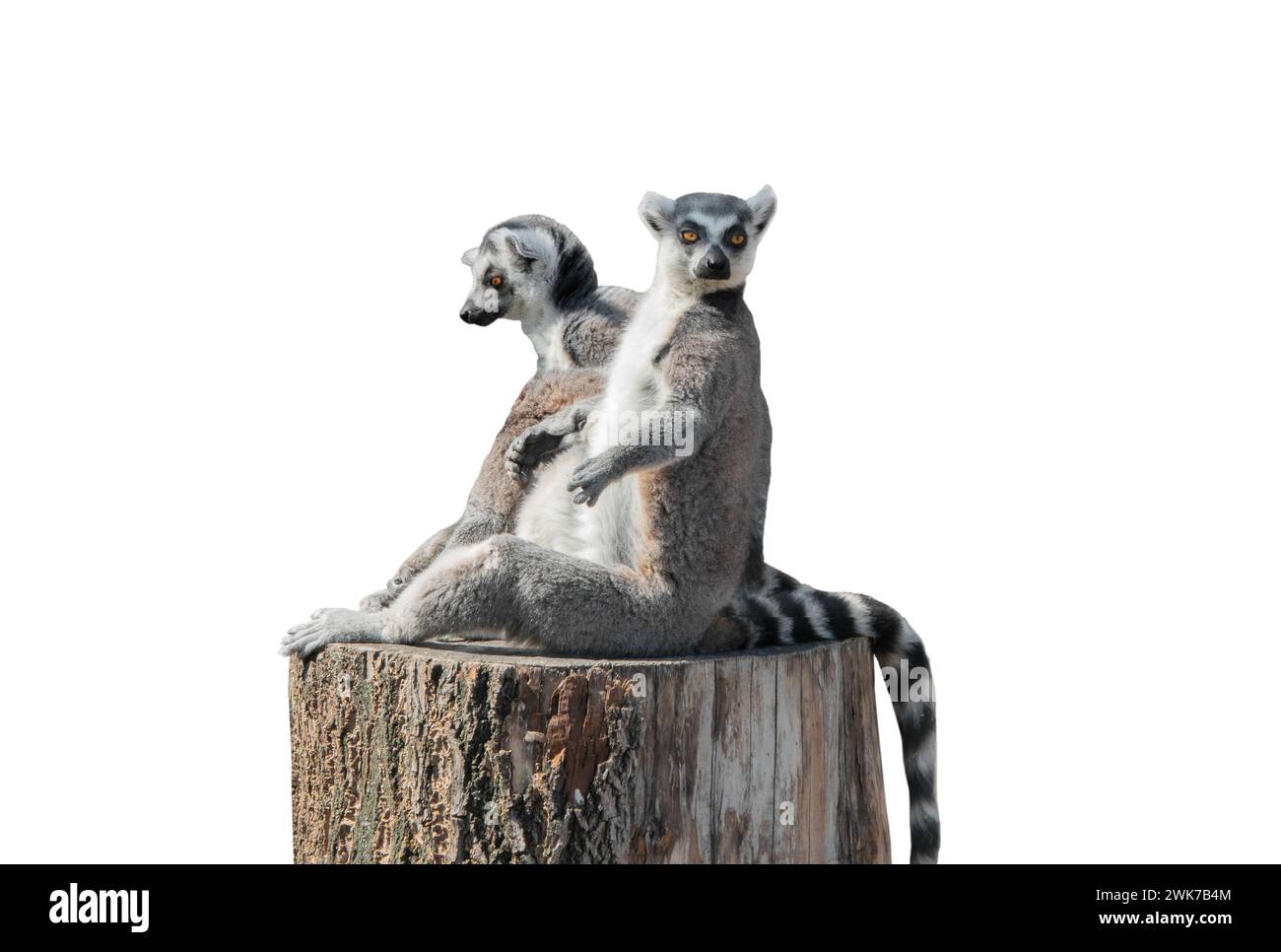 Two lemurs are sitting on a stump, isolated on white background Stock ...