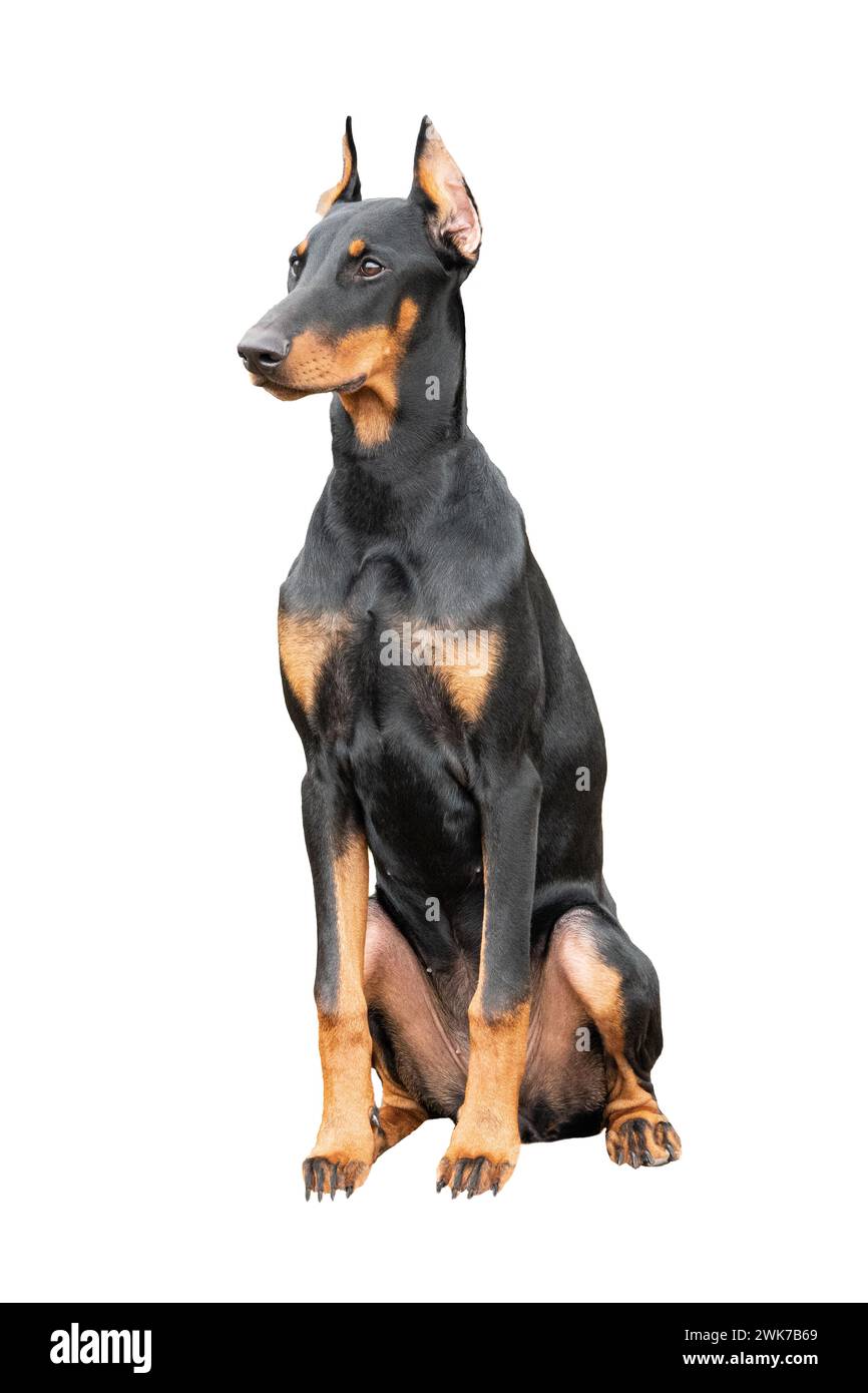 Doberman dog isolated on a white background Stock Photo - Alamy