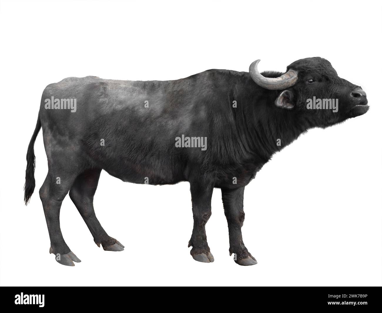 Carpathian buffalo isolated on a white background Stock Photo - Alamy