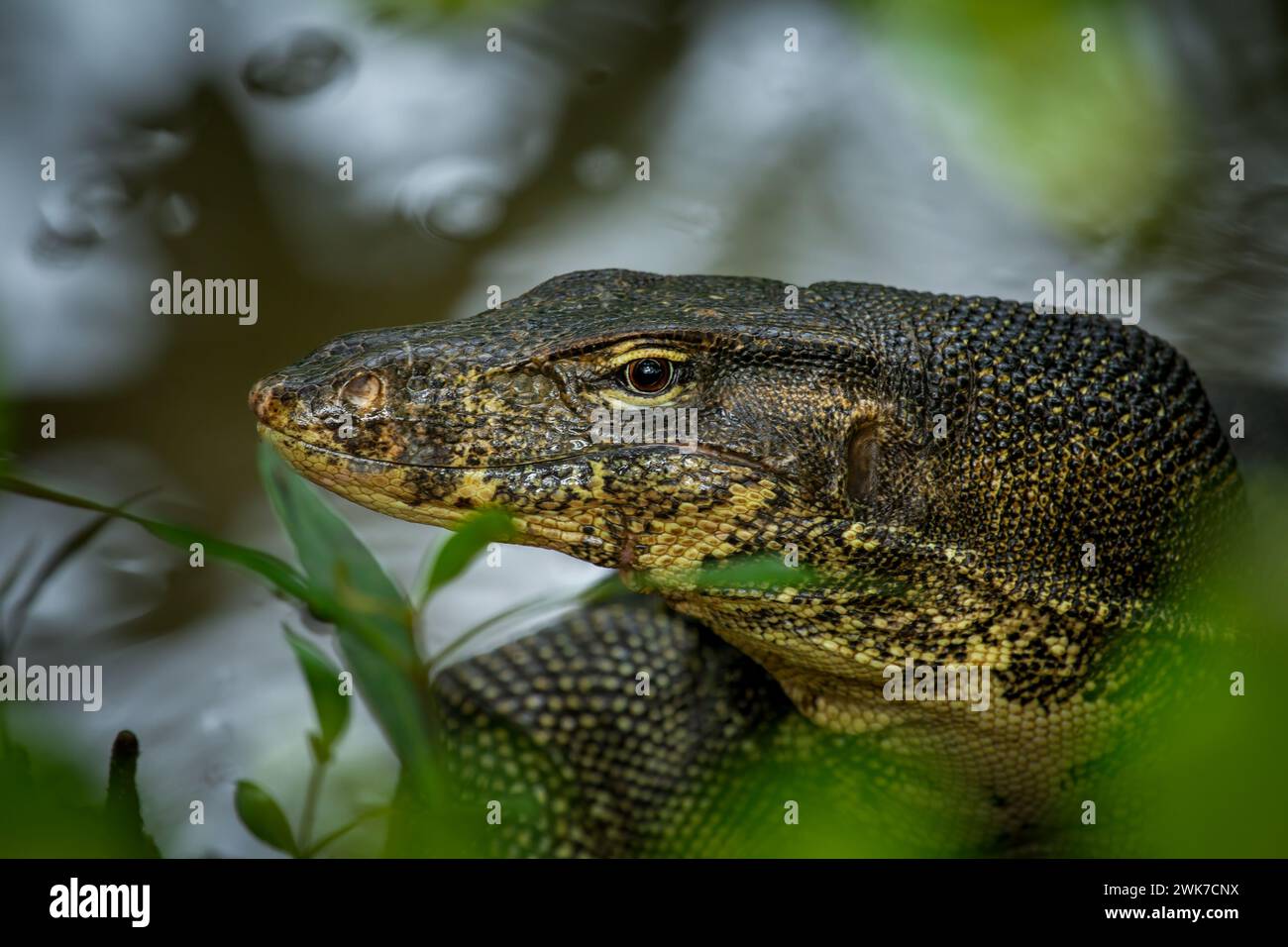 Malayan Water Monitor lizard Stock Photo - Alamy