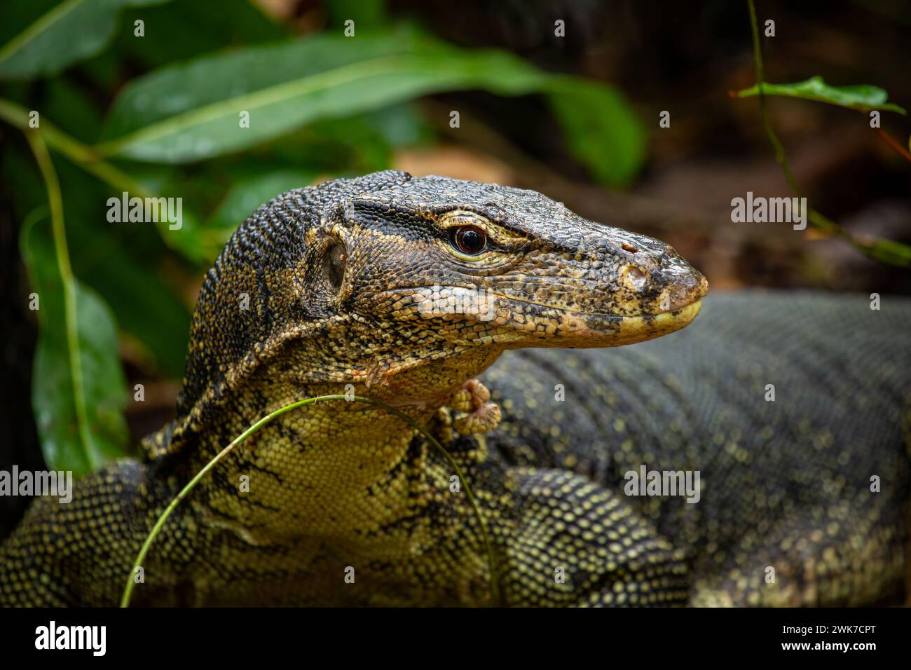 Malayan Water Monitor lizard Stock Photo - Alamy