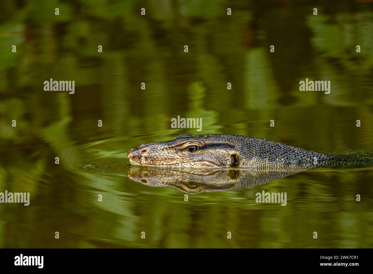 Malayan Water Monitor lizard Stock Photo - Alamy