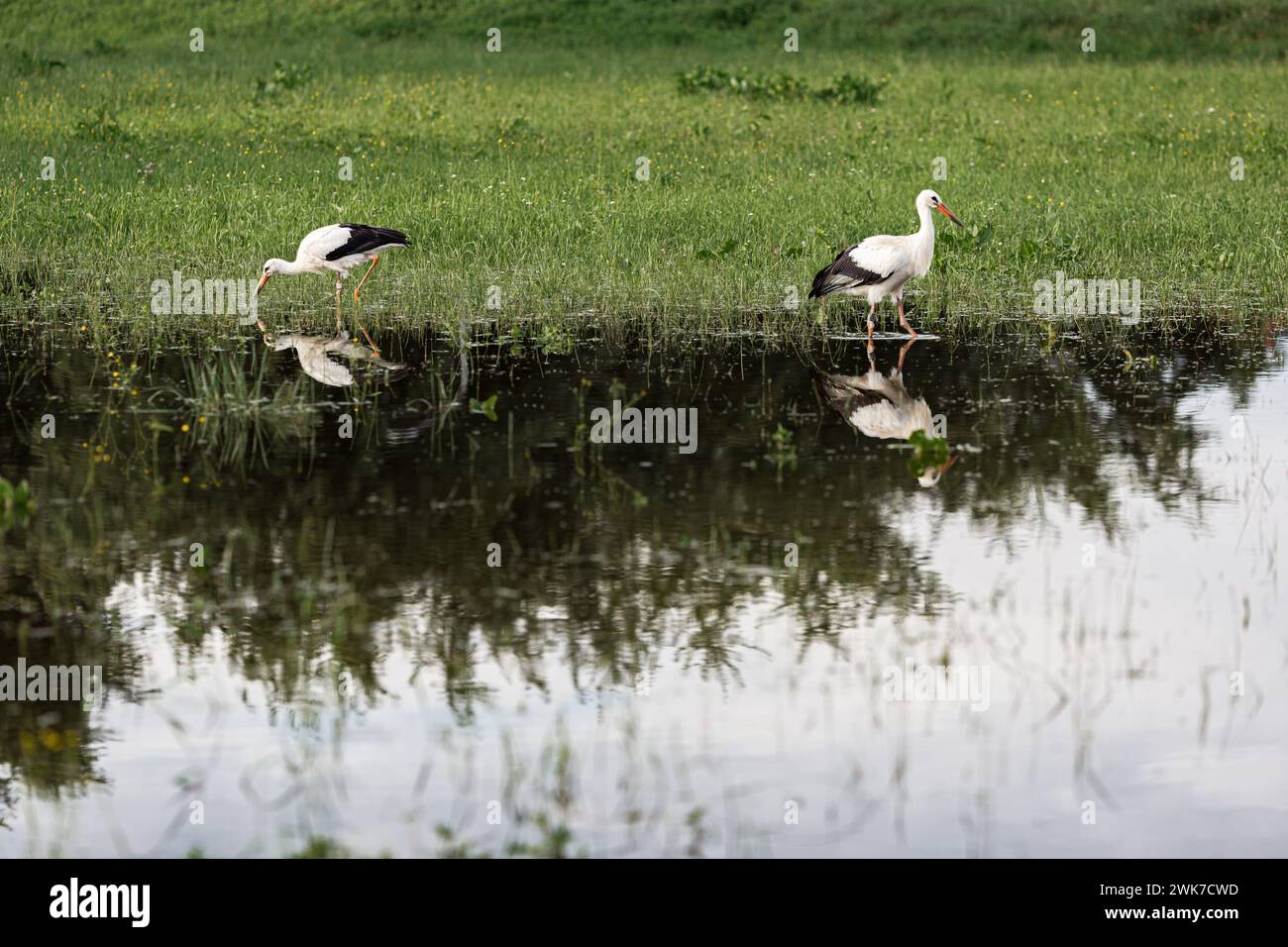 A white european stork standing on a field with green grass Stock Photo ...