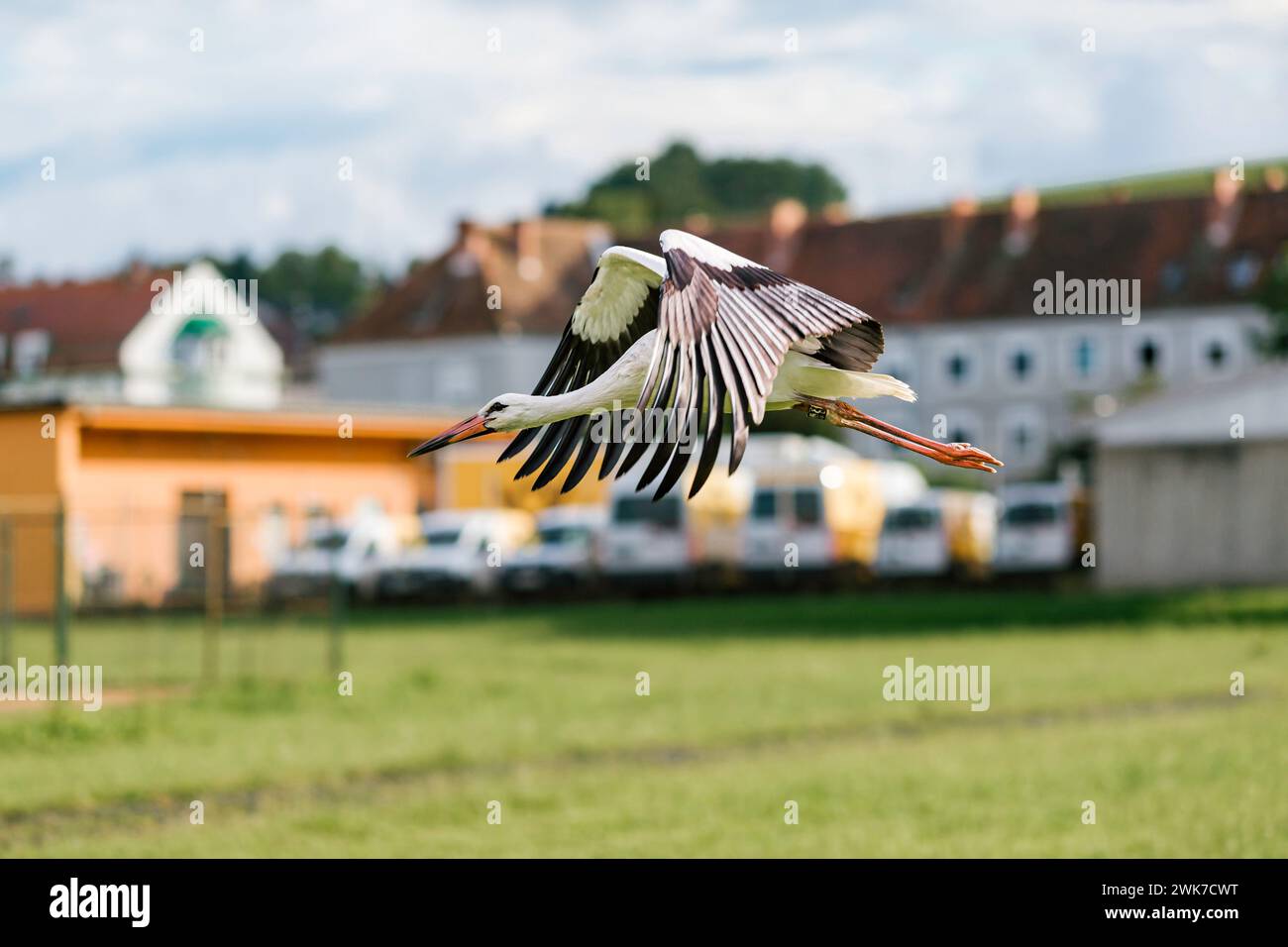 A white european stork standing on a field with green grass Stock Photo ...